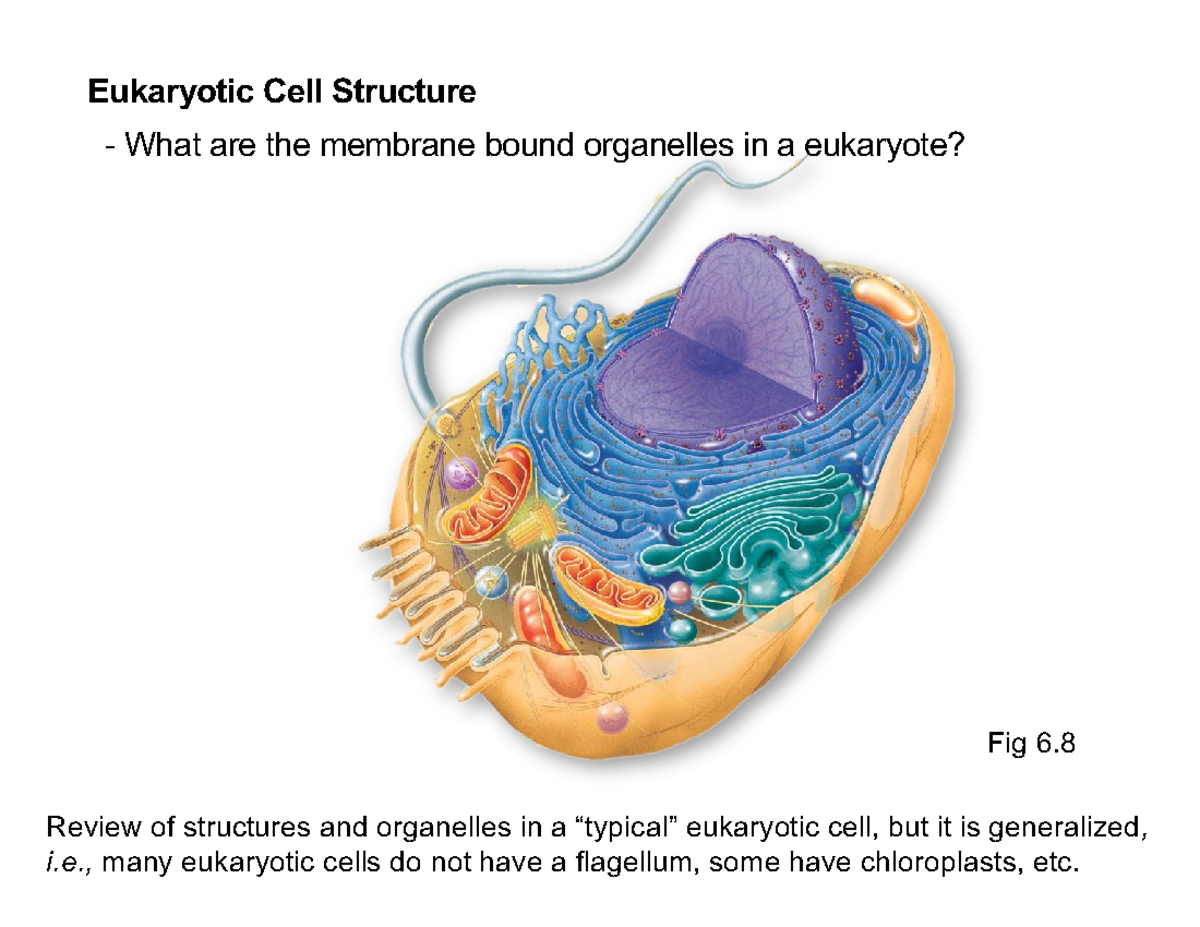 107Lect 11Slides - notes with details written in some! - Eukaryotic ...