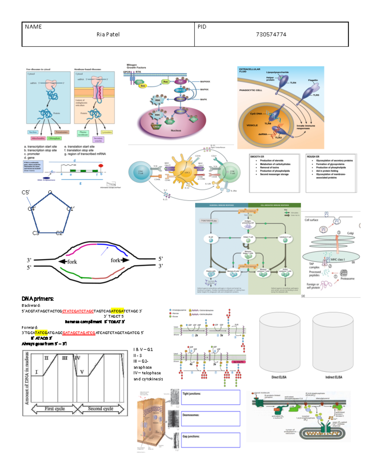 BIOL 103 final exam note sheet - NAME Ria Patel PID 730574774 C5’ O C4 ...
