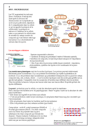 Chapitre III, Nutrition bactérienne - Les bactéries contiennent une ...