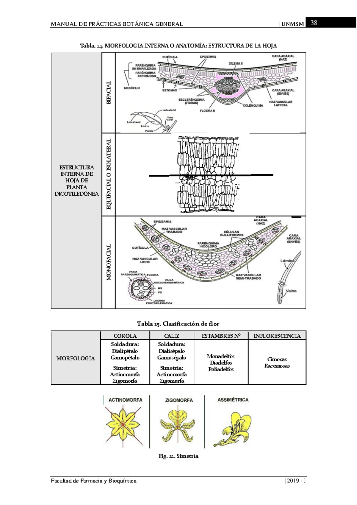 Formula y diagrama floral - Tabla. 14. MORFOLOGIA INTERNA O ANATOMÍA ...