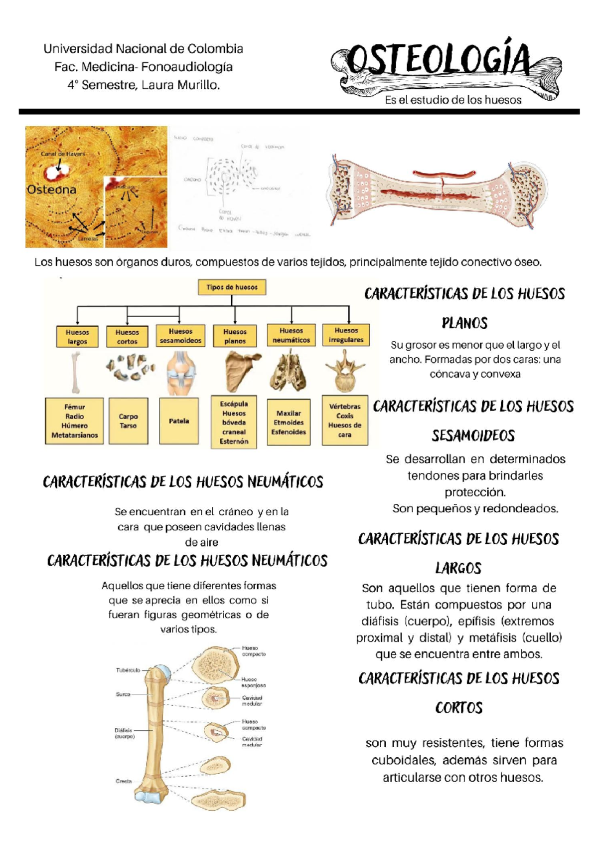 Osteología - Anatomía I - Studocu