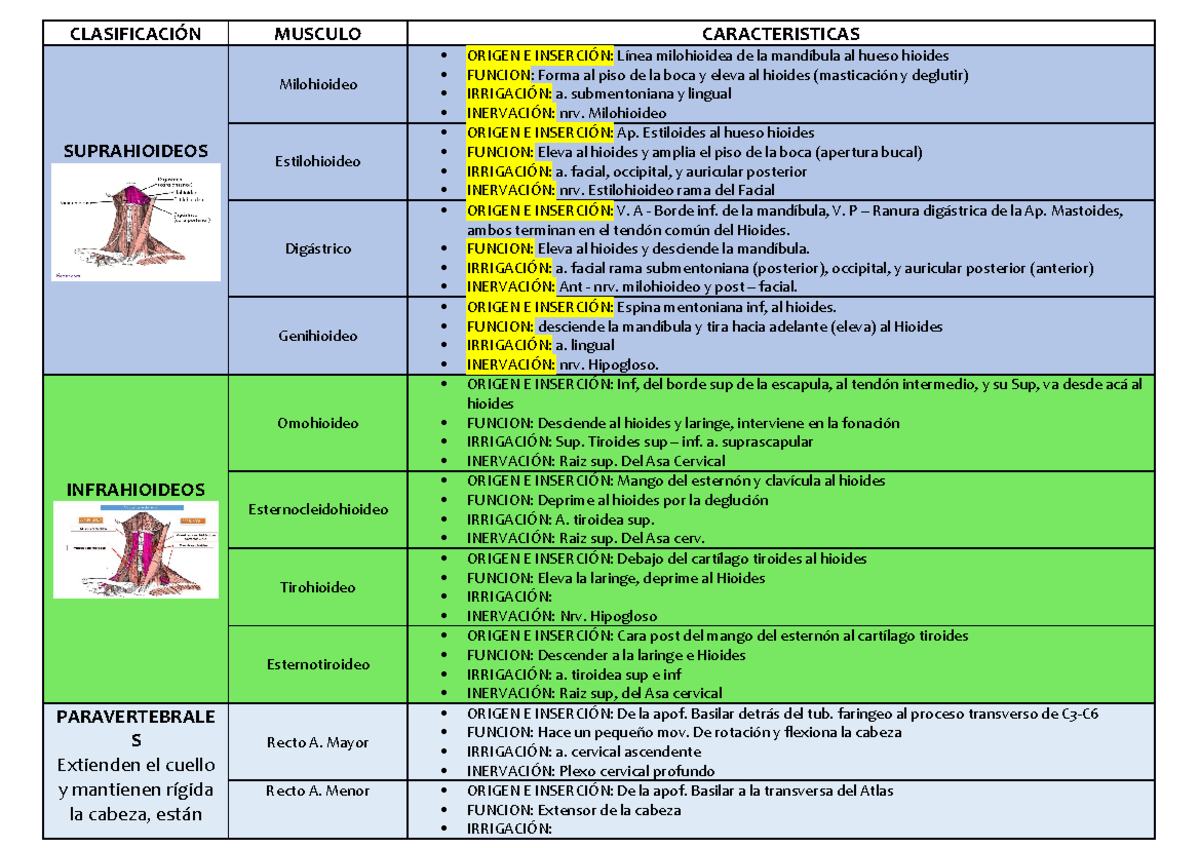 Musculos del cuellos - CLASIFICACIÓN MUSCULO CARACTERISTICAS ...