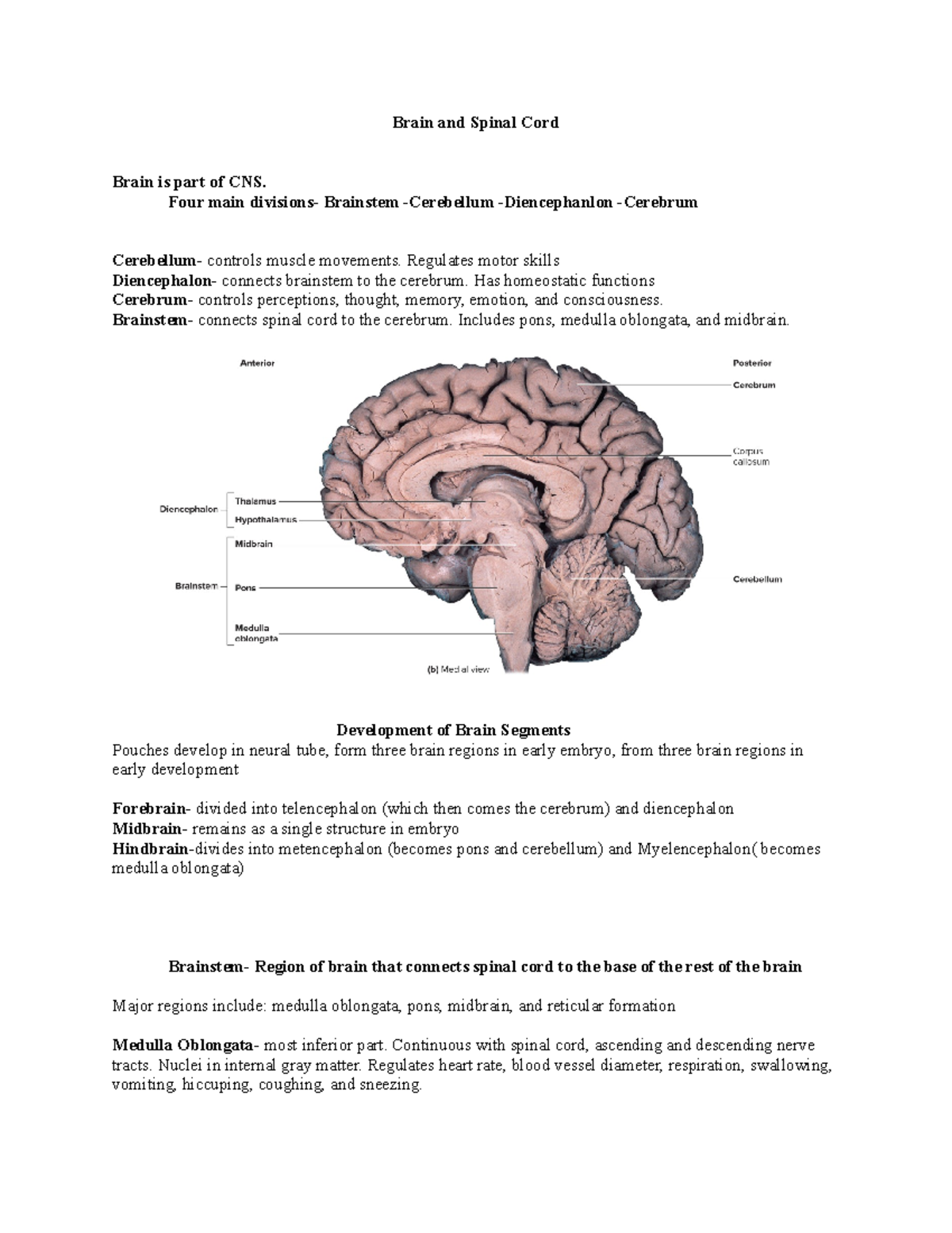 Brain notes - BIOL 2301 - San Jac - Studocu
