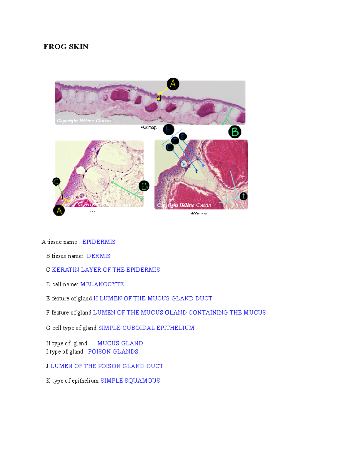 Histology LAB 2 - Anatomy lab - FROG SKIN A tissue name : EPIDERMIS B ...