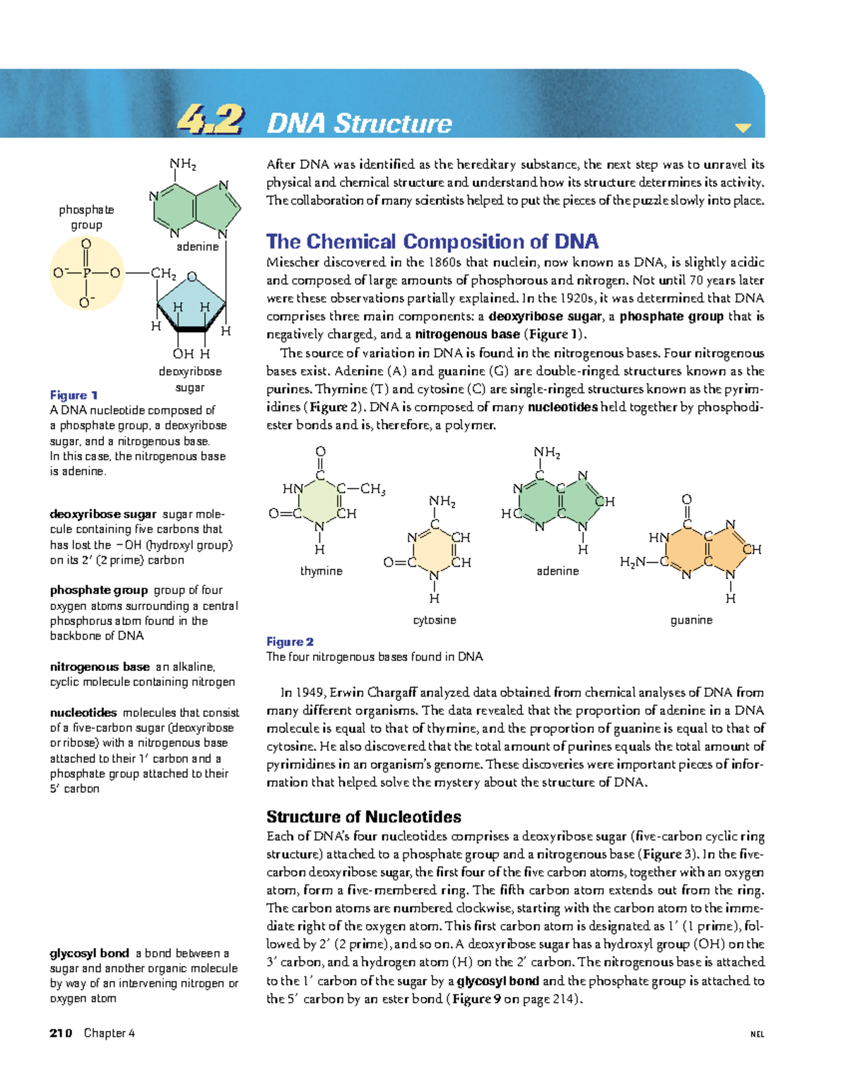 4.2 DNA Structure Text - bihiujiohh - 210 Chapter 4 NEL 4 4 DNA ...