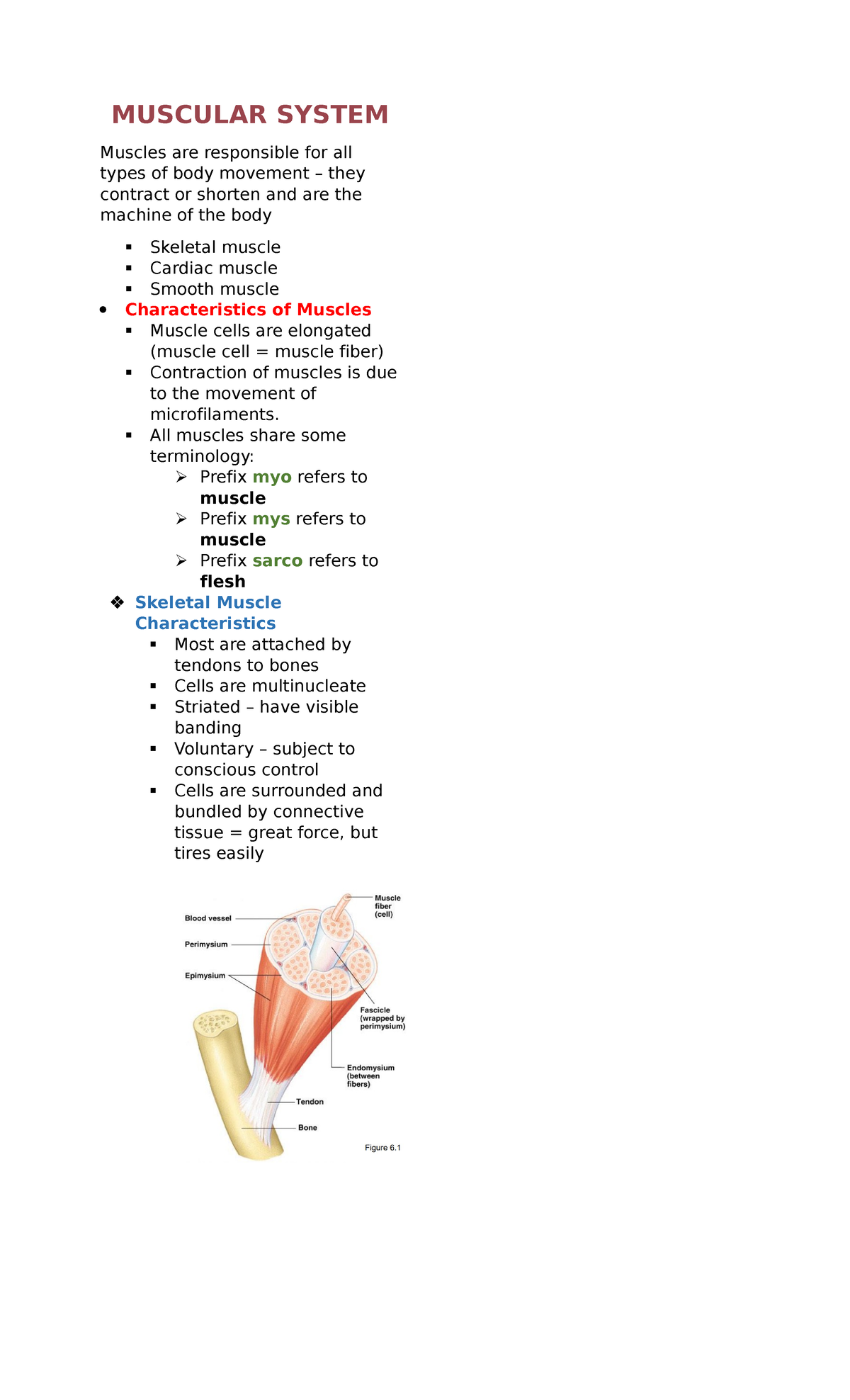 Integumentary System - sfbvcdf - MUSCULAR SYSTEM Muscles are ...