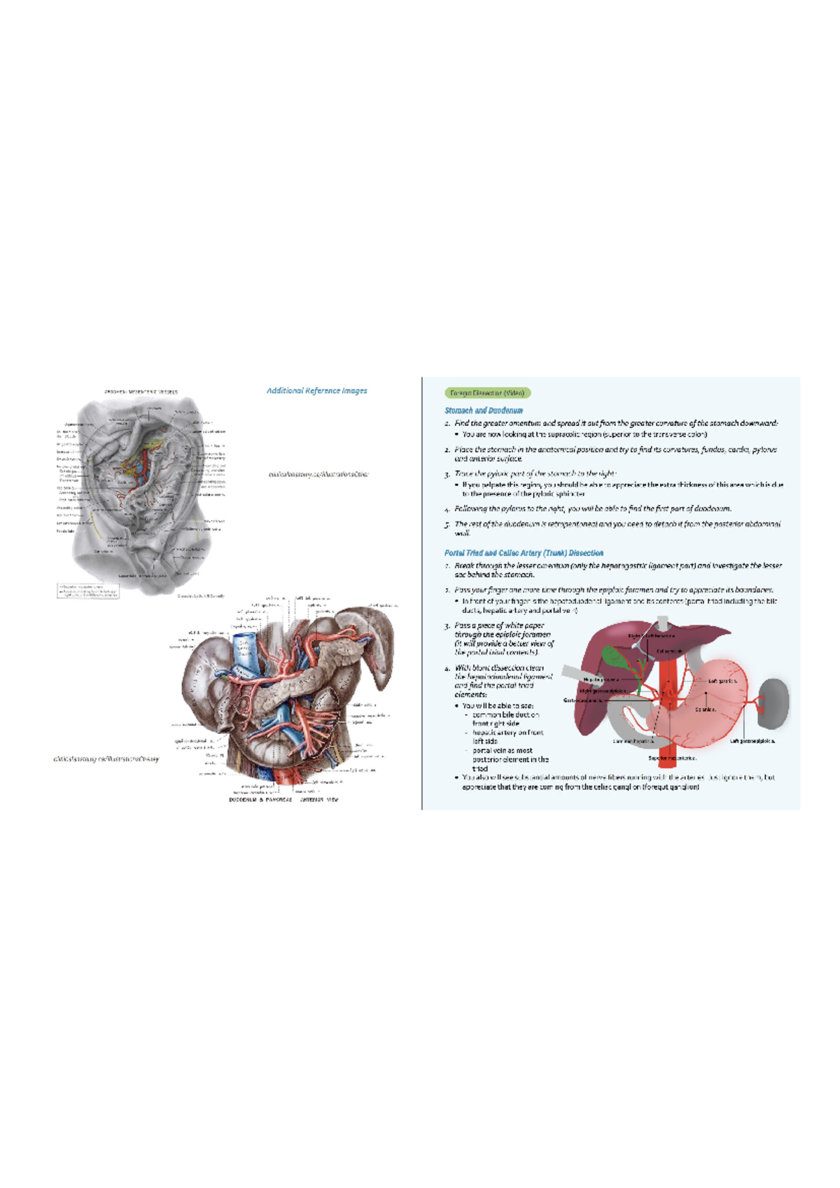 visceral anatomy summary - ANAT3007 - Studocu