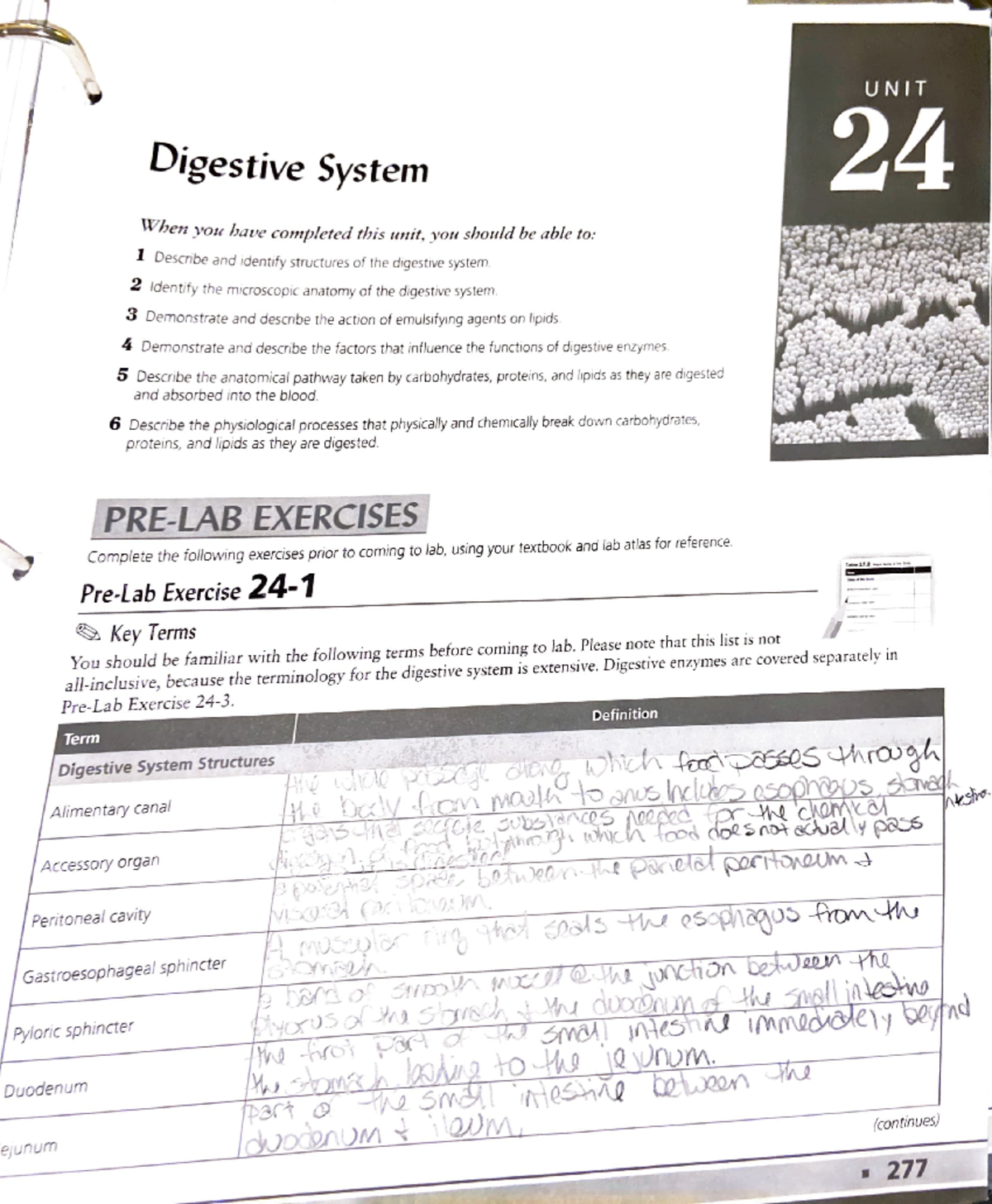 Unit 24 prelab 2 - course work - UN IT Digestive System W hen you have completed this unit, y ou ...