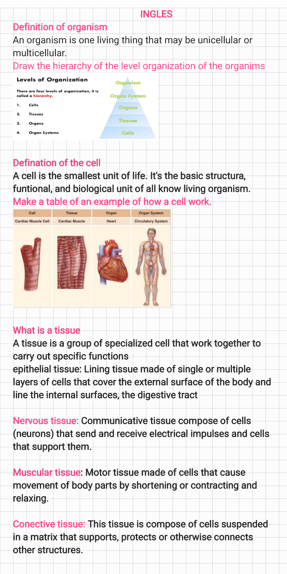 Ingles Kimberly Souberlich - INGLES Definition of organism An organism ...