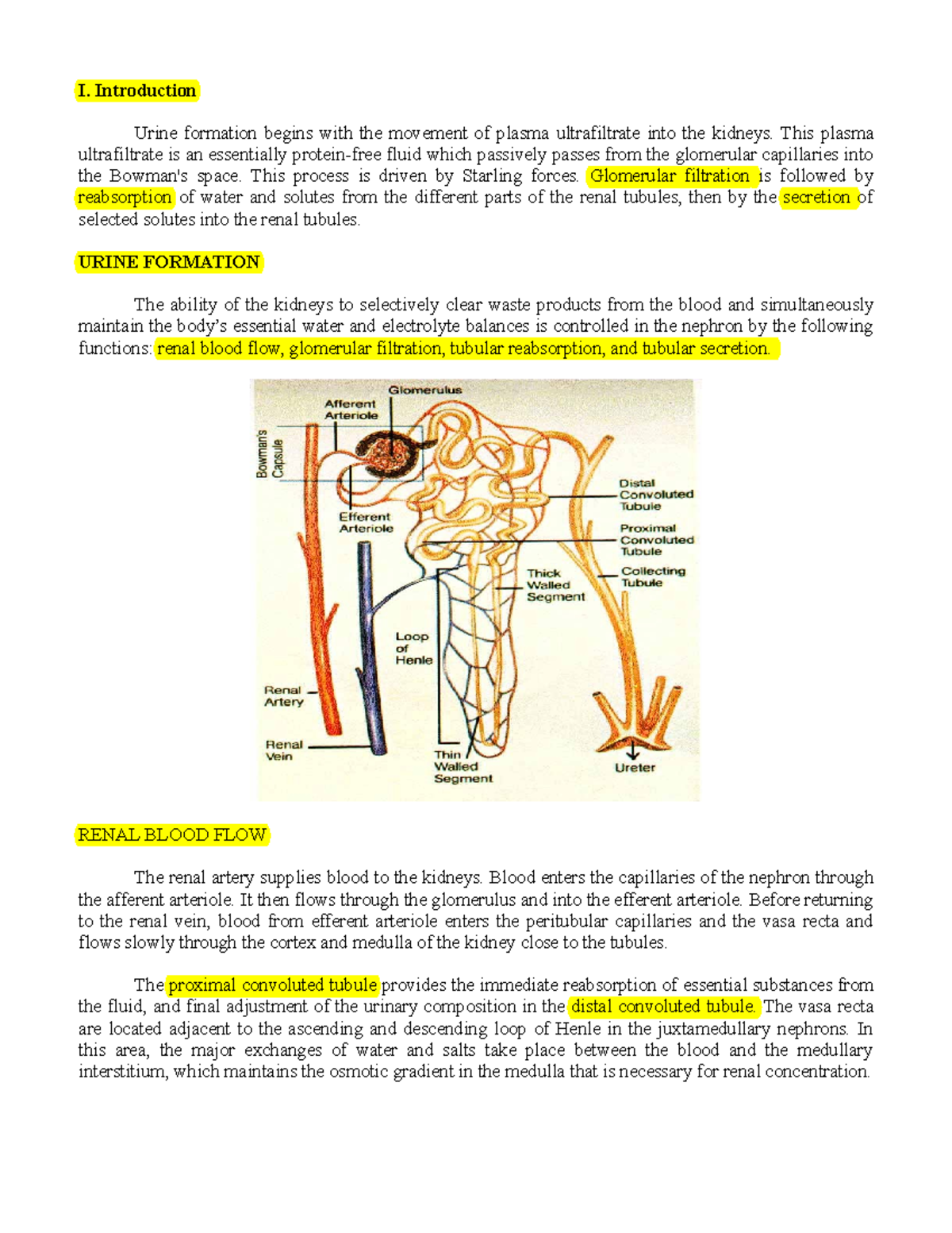6902613 Expt 29 Urine Formation - Anatomy and Physiology - Studocu