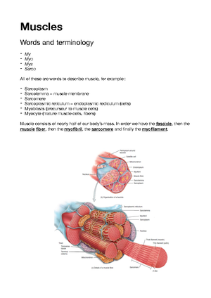 Muscle Terminology - with definitions - 7202 - UC - Studocu