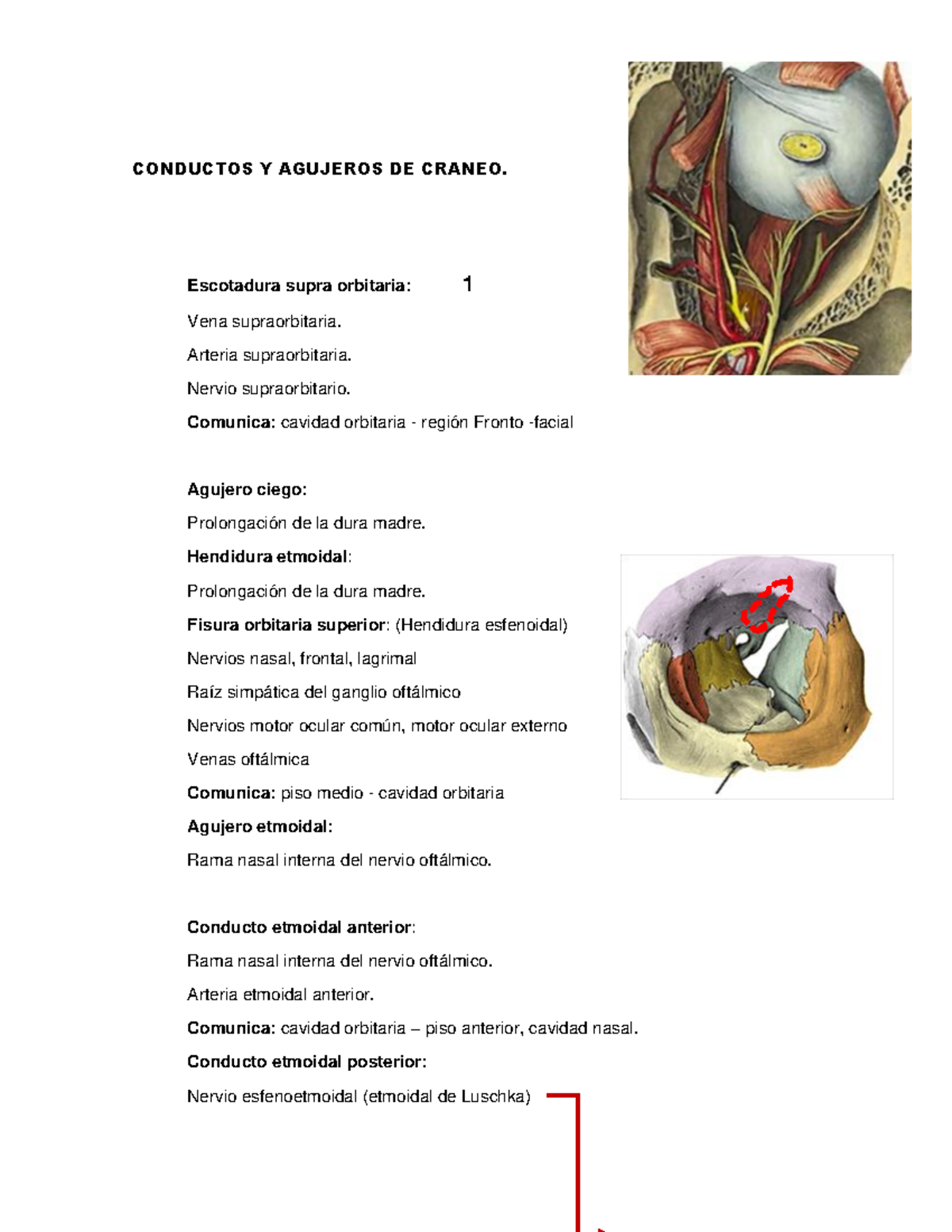 Anatomia - Warning: TT: undefined function: 32 CONDUCTOS Y AGUJEROS DE CRANEO. Escotadura supra ...