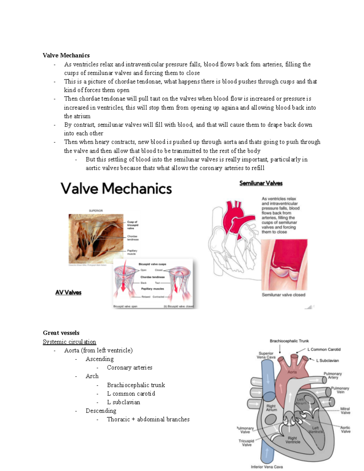 Anatomy Valve Mechanics - Valve Mechanics - As ventricles relax and ...