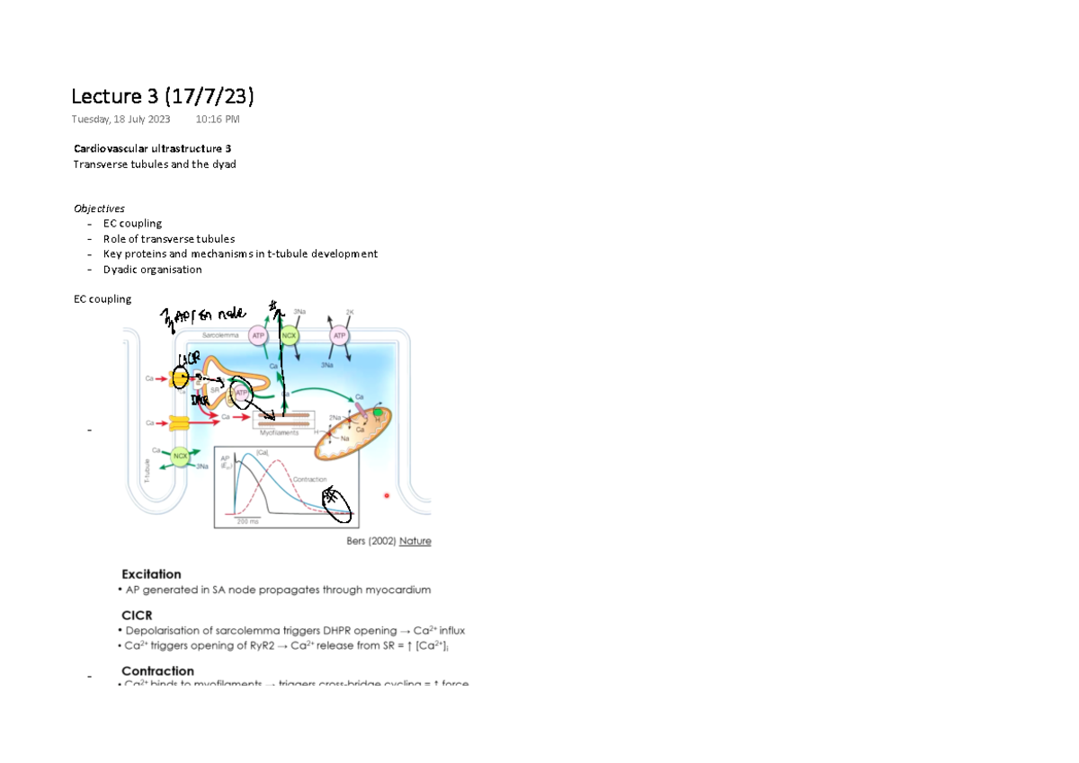 L3 PHSL344 notes - Cardiovascular ultrastructure 3 Transverse tubules ...