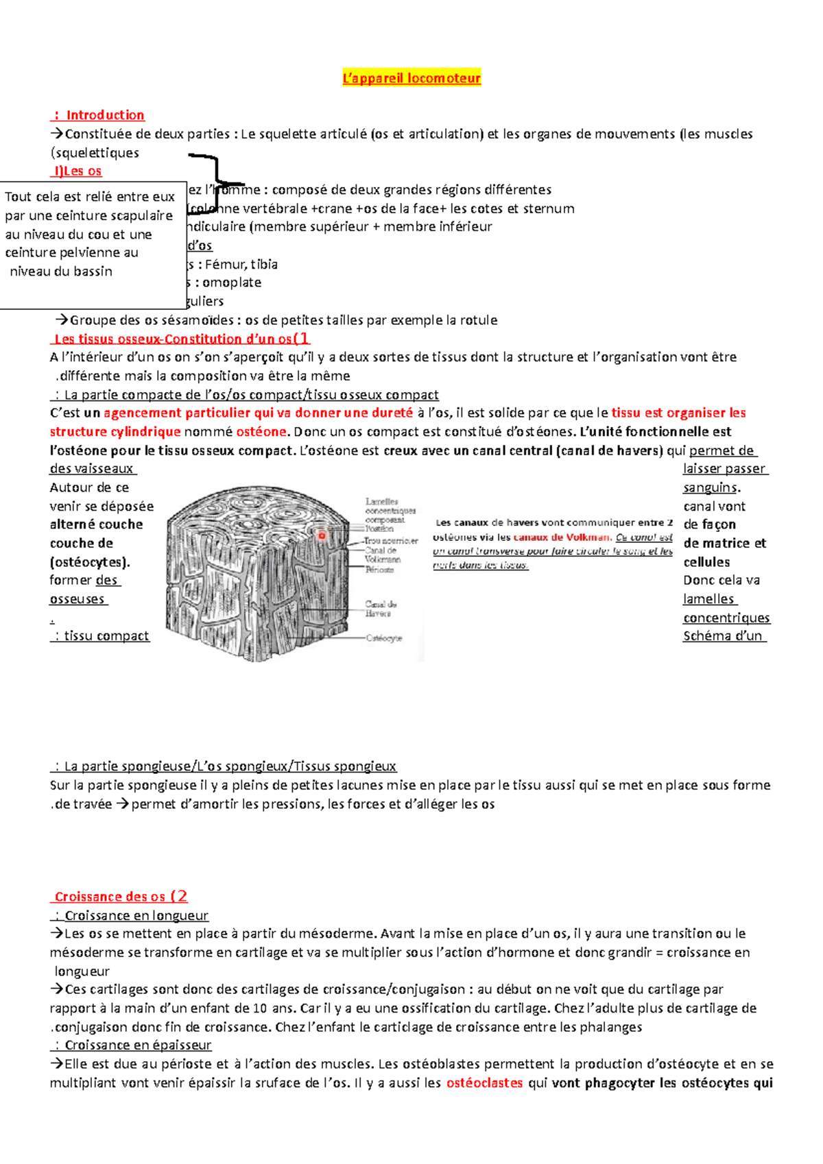 Appareil locomoteur - L’appareil locomoteur : Introduction Constituée ...