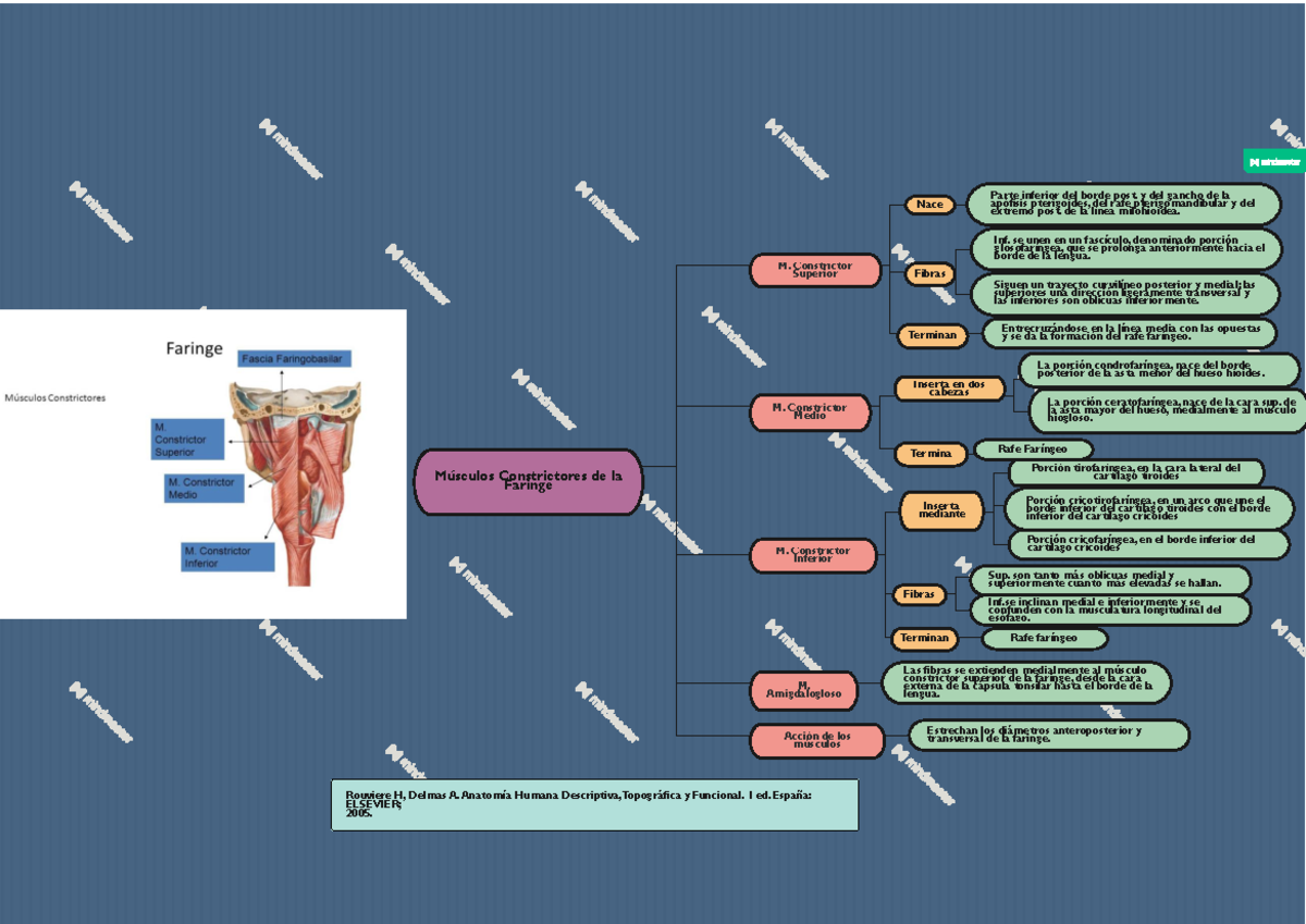 Músculos Constrictores de la Faringe - Constrictor Superior M ...