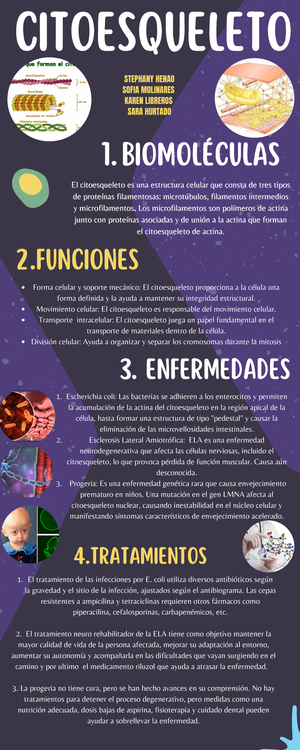 Citoesqueleto - 3. ENFERMEDADES Escherichia coli: Las bacterias se ...