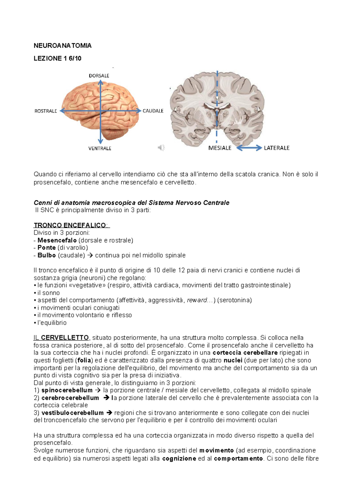 Neuroanatomia - NEUROANATOMIA LEZIONE 1 6/ Quando ci riferiamo al ...