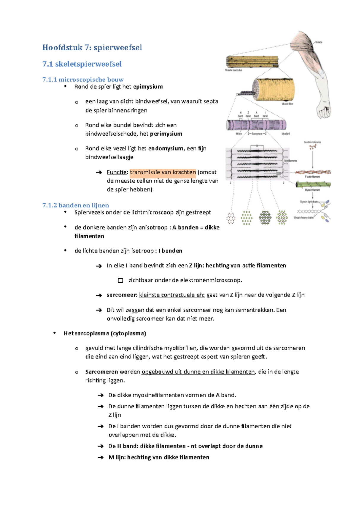 Histologie spierweefsel en de circulatie - Hoofdstuk 7: spierweefsel 7 ...