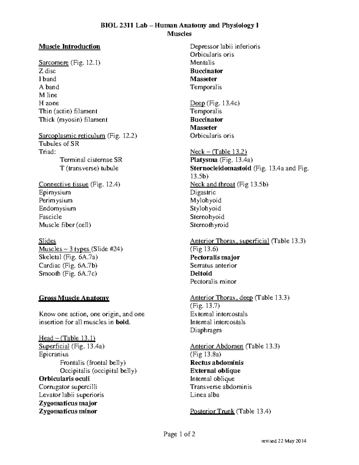 Muscles Study guide - BIOL 2311 Lab – Human Anatomy and Physiology I ...