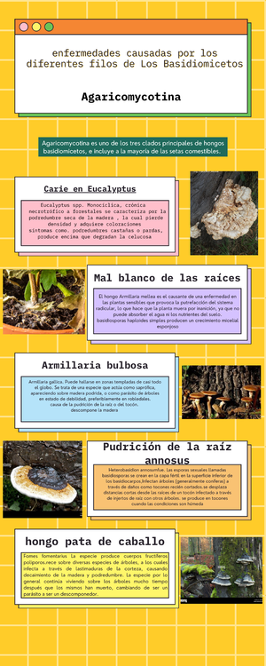 Infografía Oomicetos - Fitopatologia General - Studocu
