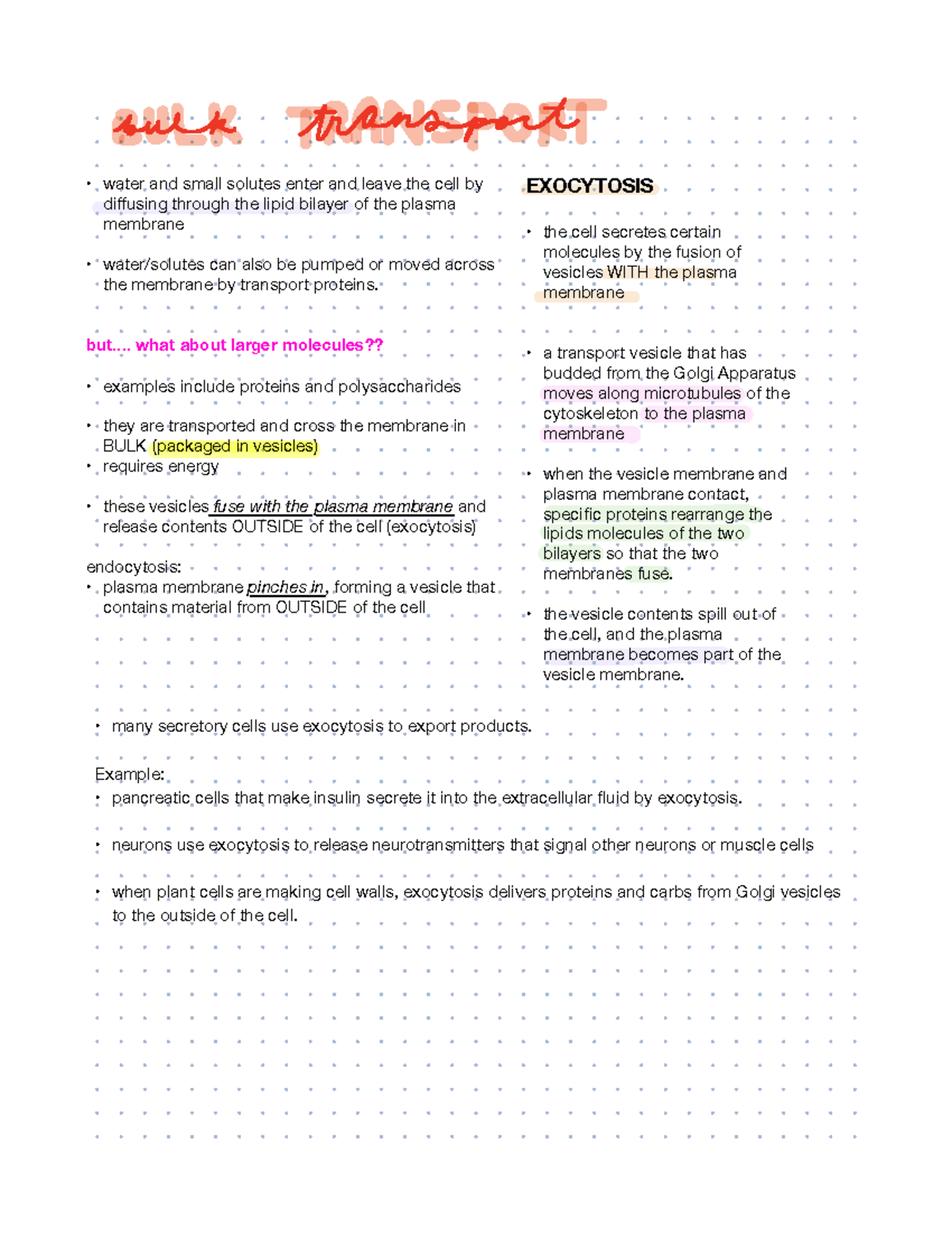 7.5 Bulk Transport - many secretory cells use exocytosis to export ...