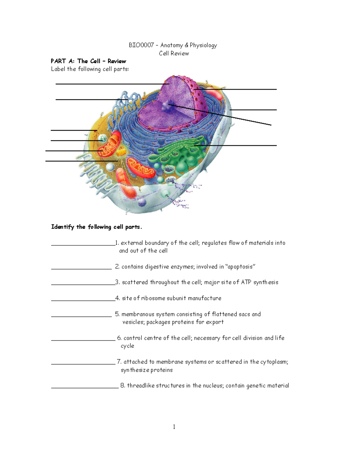 Cell review - Algonquin college - BIO0007 – Anatomy & Physiology Cell ...