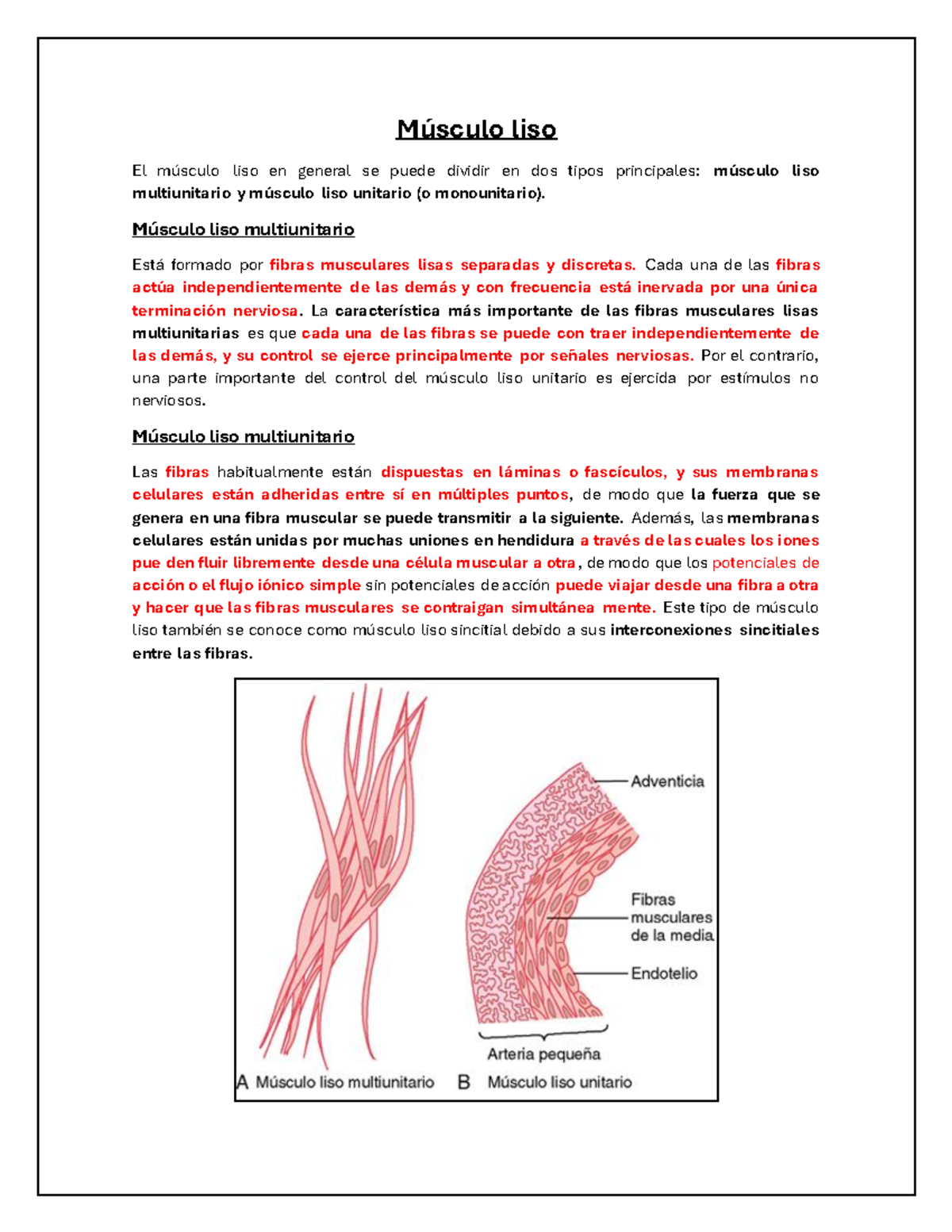 Músculo liso - Apunte - Músculo liso El músculo liso en general se ...