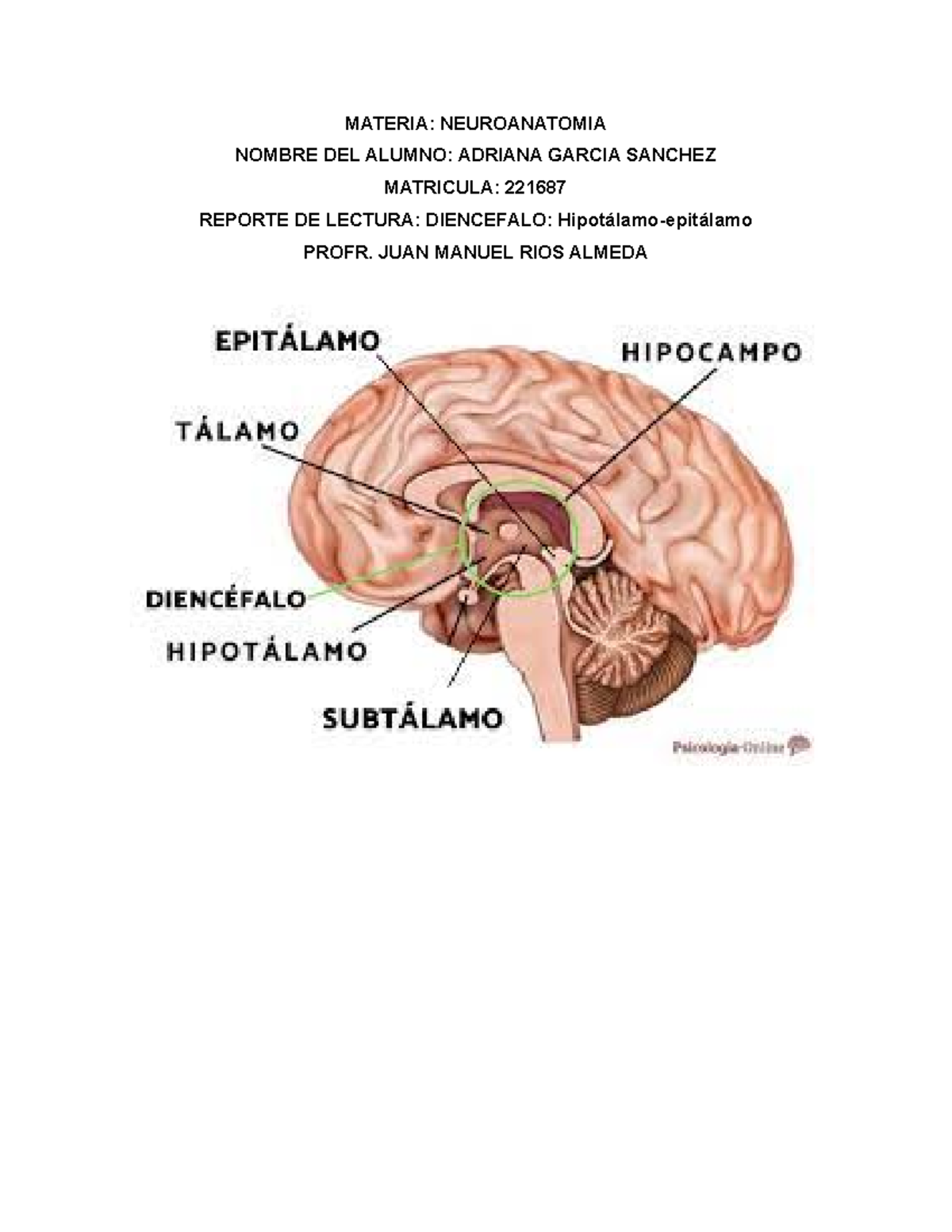 Reporte 10 Hipotálamo, epitálamo - MATERIA: NEUROANATOMIA NOMBRE DEL ...