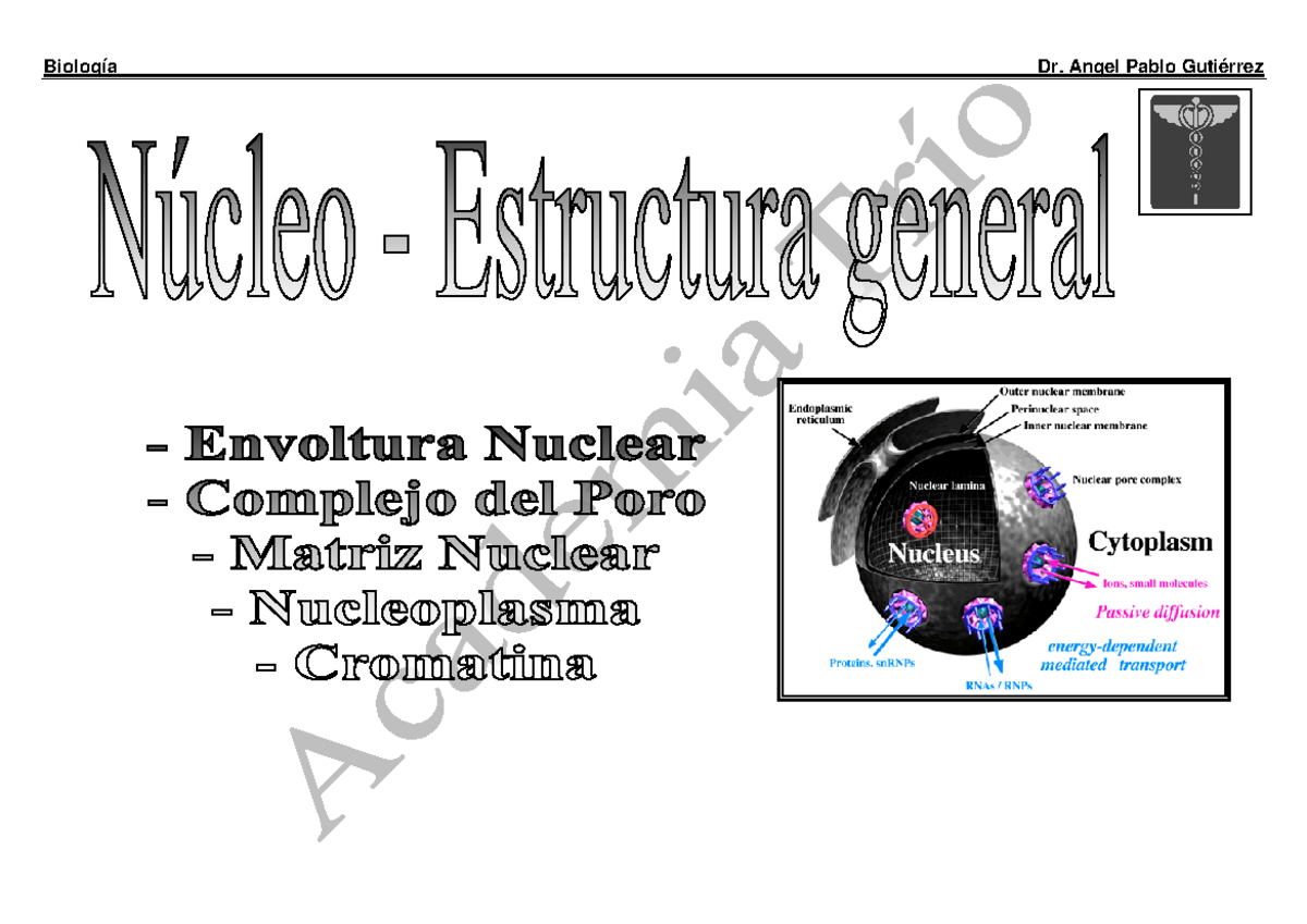 Cromatina-Estructura Nuclear - Características Generales del Núcleo El ...