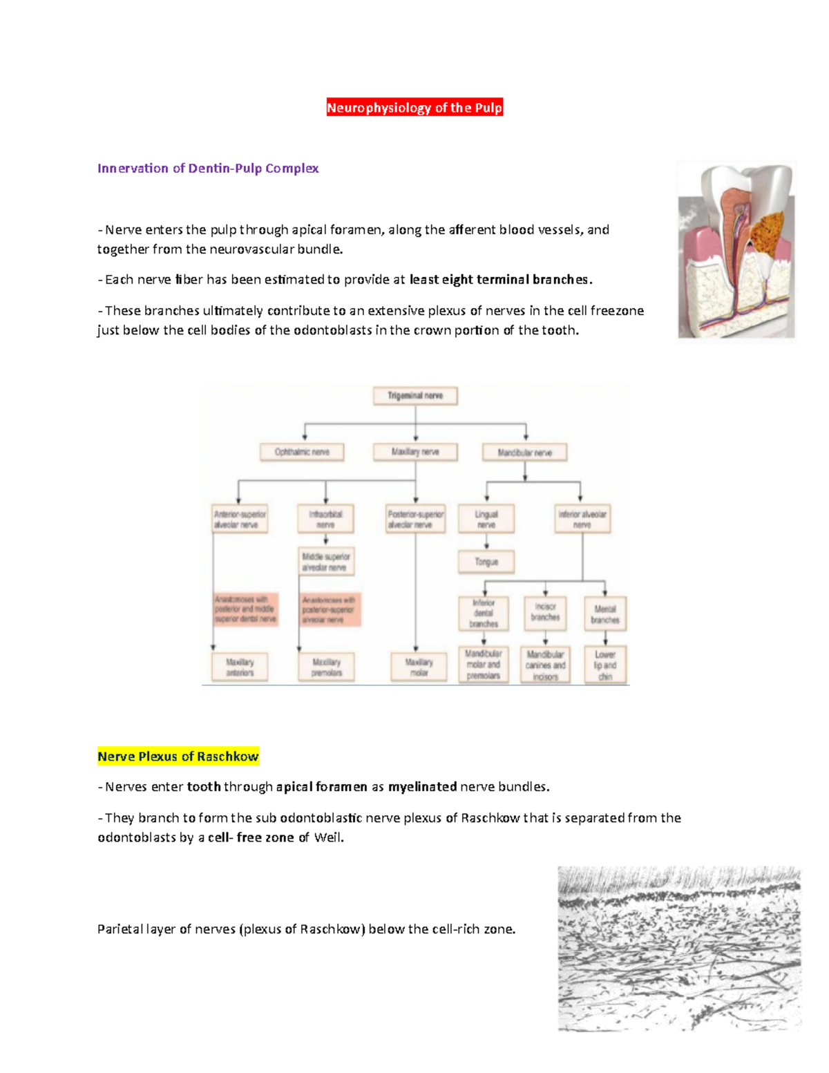 Neurophysiology of the Pulp 2 - Neurophysiology of the Pulp Innervation ...