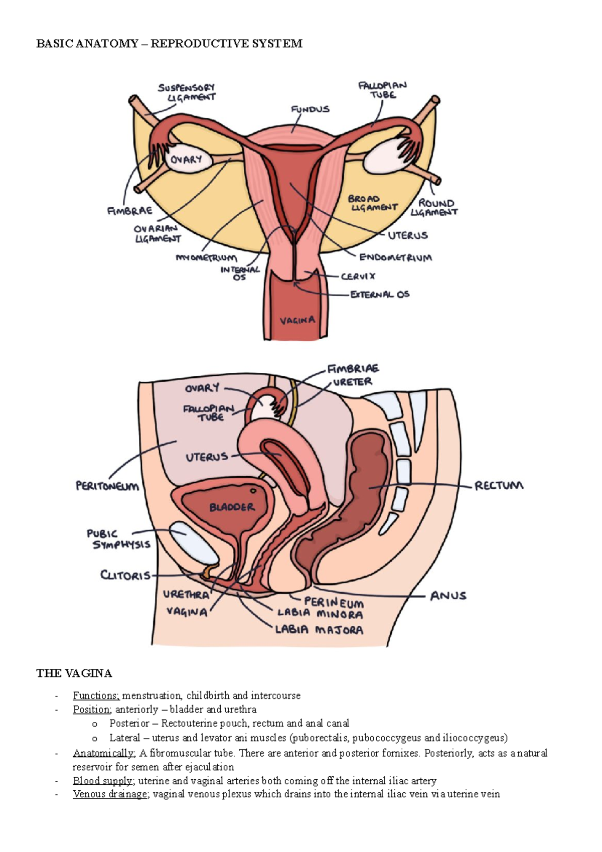 Basic Anatomy Summary Notes BASIC ANATOMY REPRODUCTIVE SYSTEM THE Basic Anatomy Summary Notes BASIC ANATOMY REPRODUCTIVE SYSTEM THE