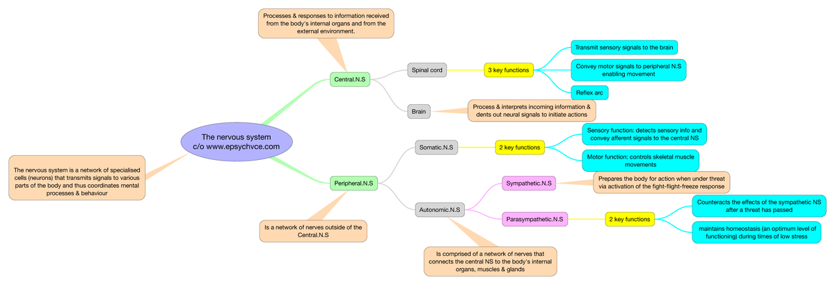 The nervous system mind map - The nervous system c/o epsychvce Central ...