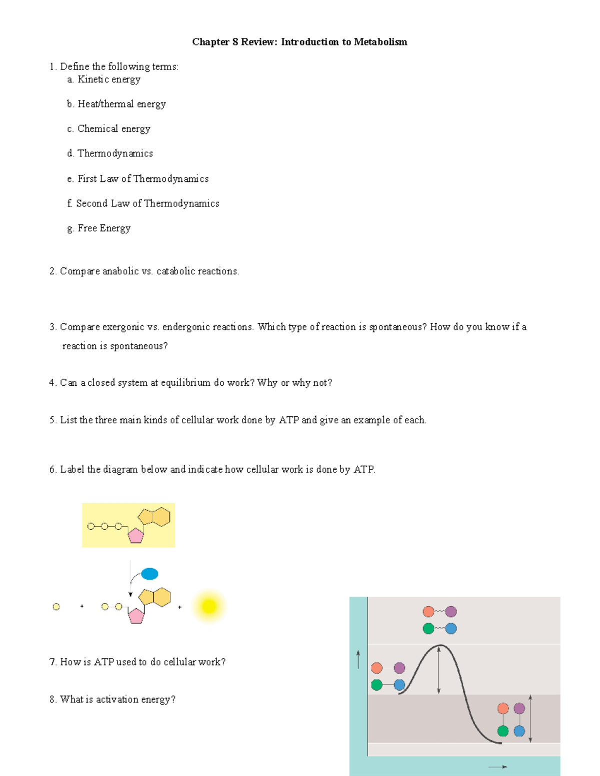 Enzymes worksheet - Chapter 8 Review: Introduction to Metabolism Define ...