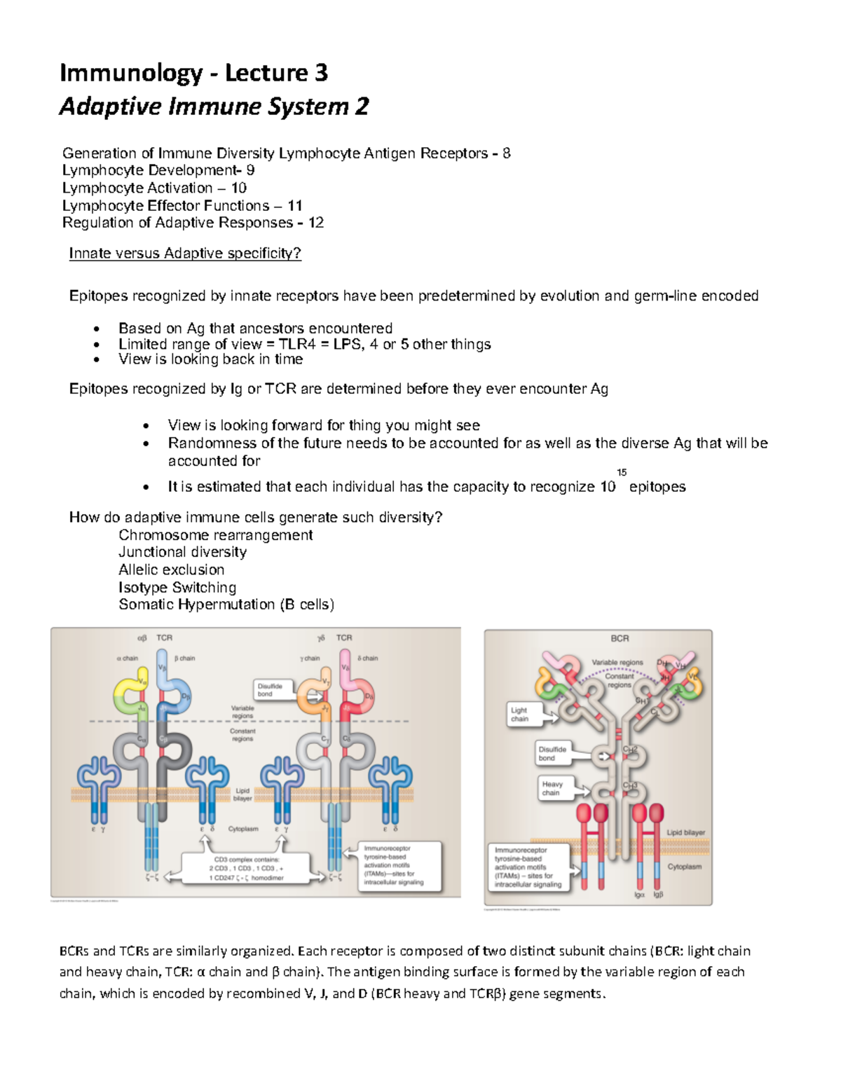 Immunology 3 - Each receptor is composed of two distinct subunit chains ...