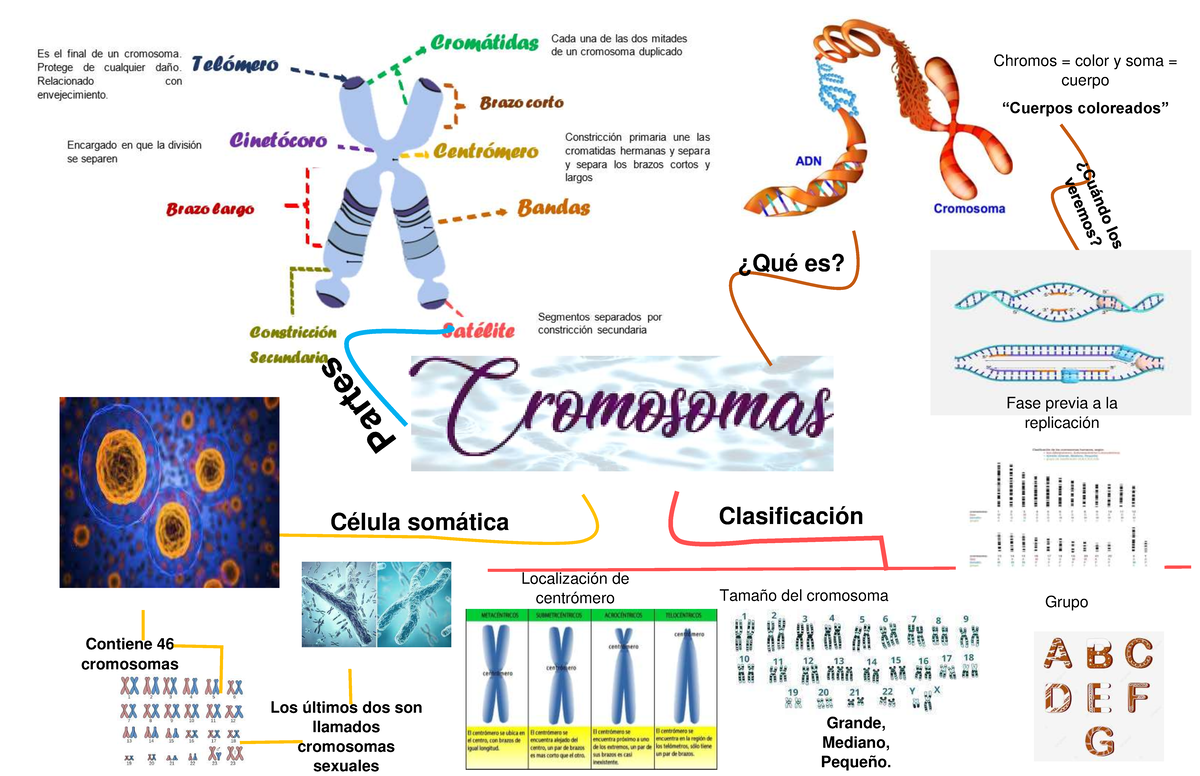 Cromosomas - fundamentos de genetica y biotecnologia - ¿Qué es? Chromos ...