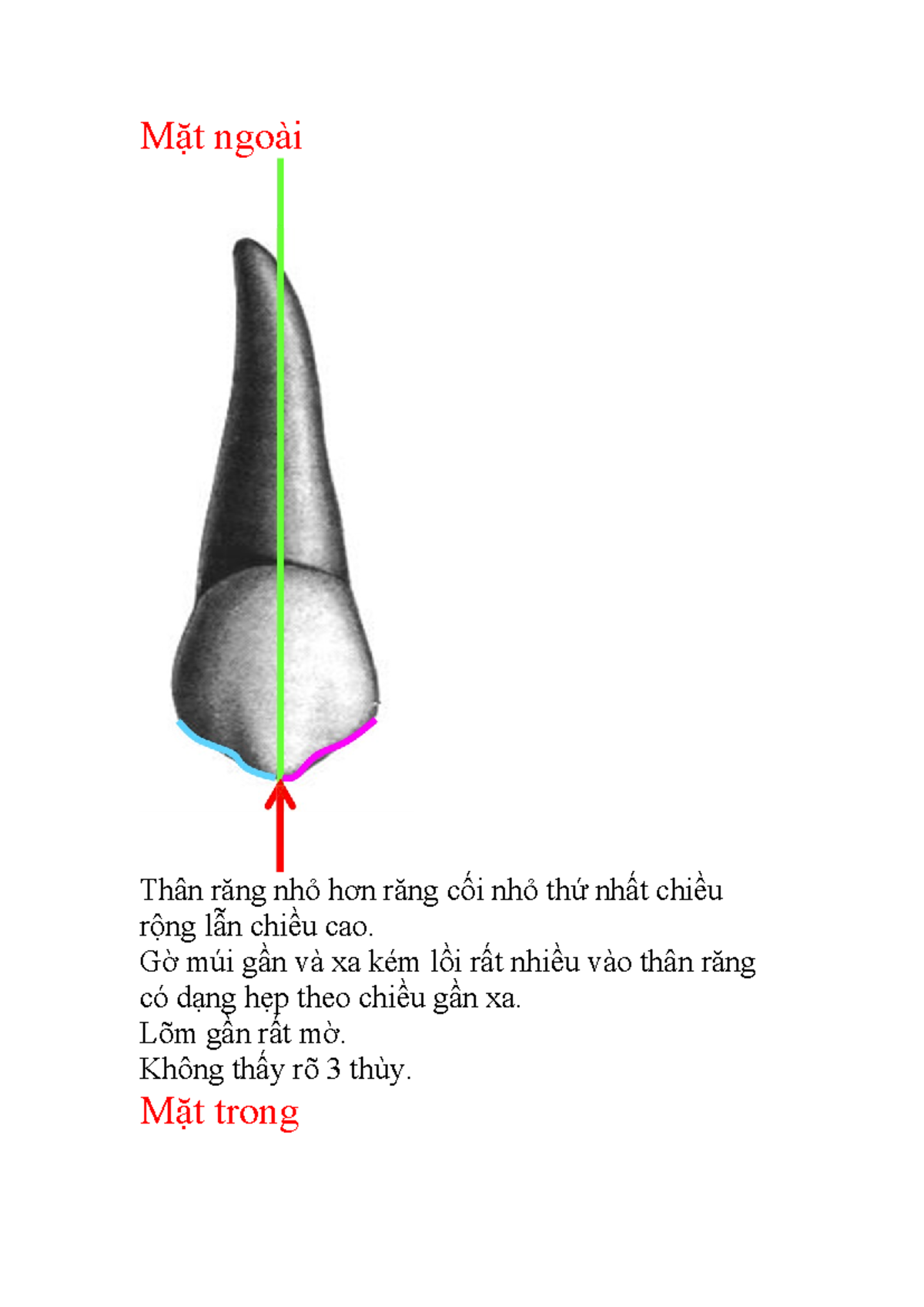 Răng cối nhỏ 2 hàm trên - rang coi nho - Mặt ngoài Thân răng nhỏ hơn ...