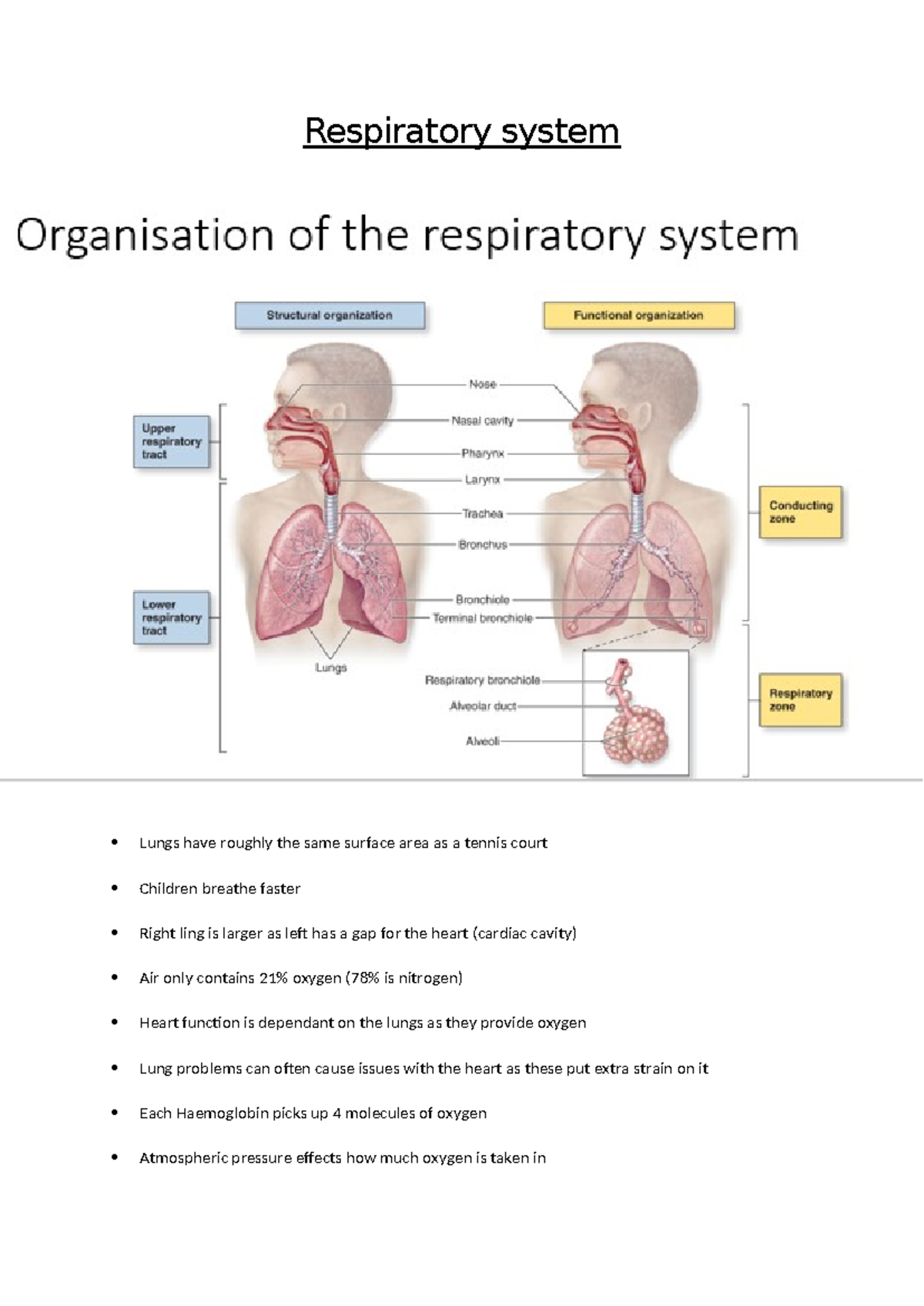 7 respiratory system - Anatomy notes from lectures - Respiratory system ...