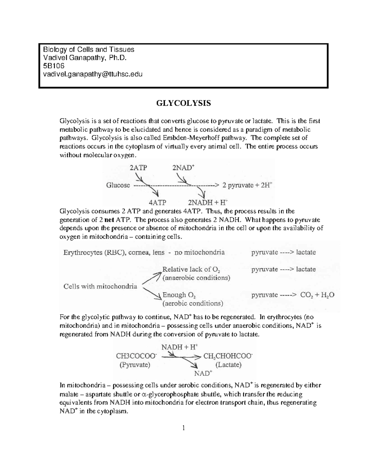 Glycolysis Notes - Biology of Cells and Tissues Vadivel Ganapathy, Ph ...