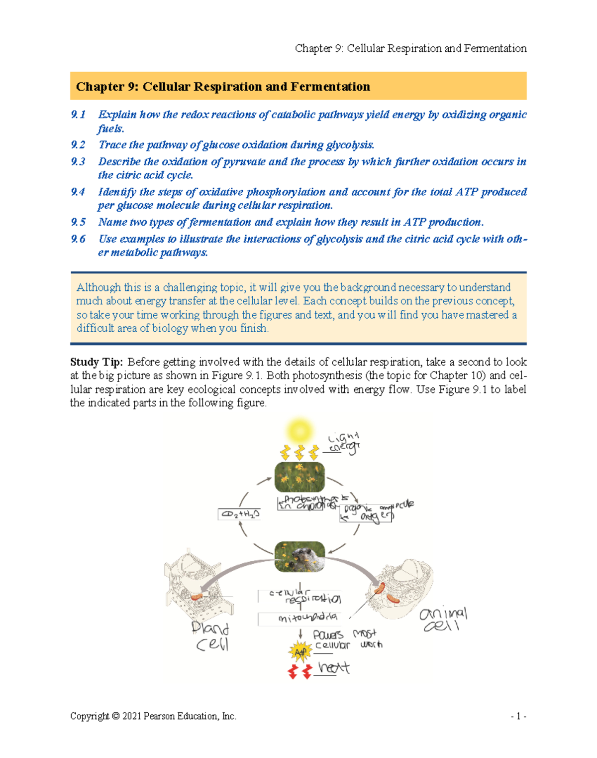 Bio12 ARG 09 - Nice biology book. - Copyright © 2021 Pearson Education ...