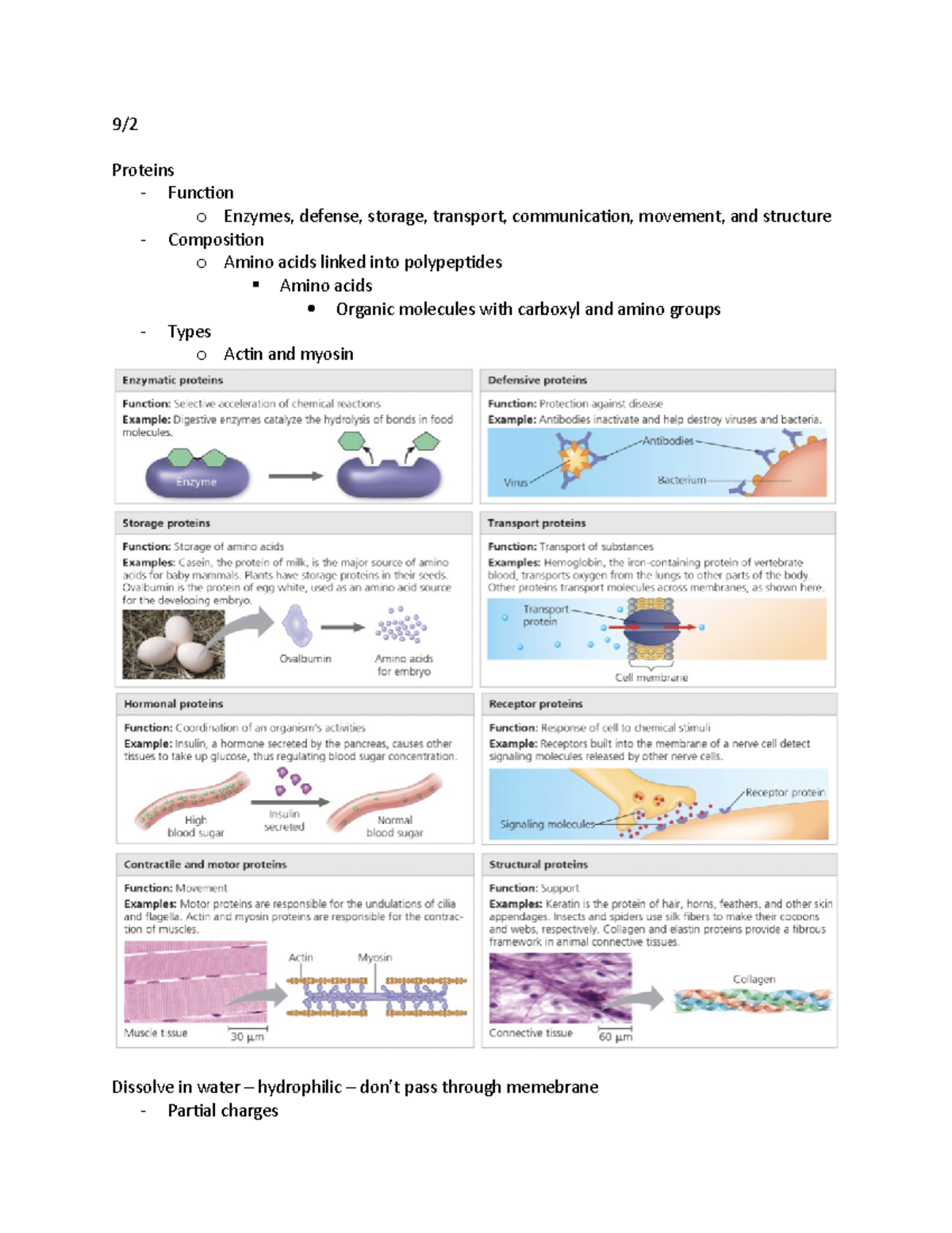 Proteins and nucleic acids - 9/ Proteins - Function o Enzymes, defense ...