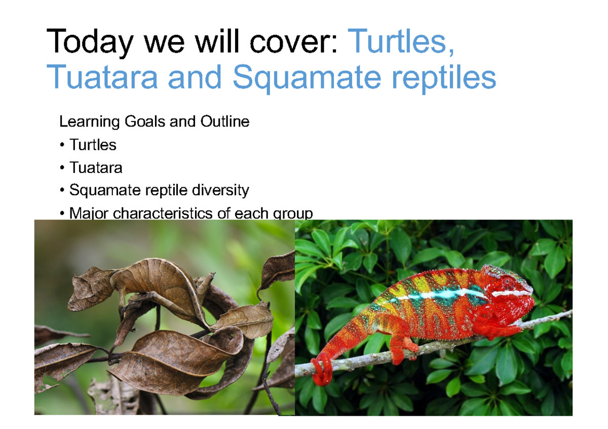 5.Turtles Lizards Snakes 2021 - Today we will cover: Turtles, Tuatara ...