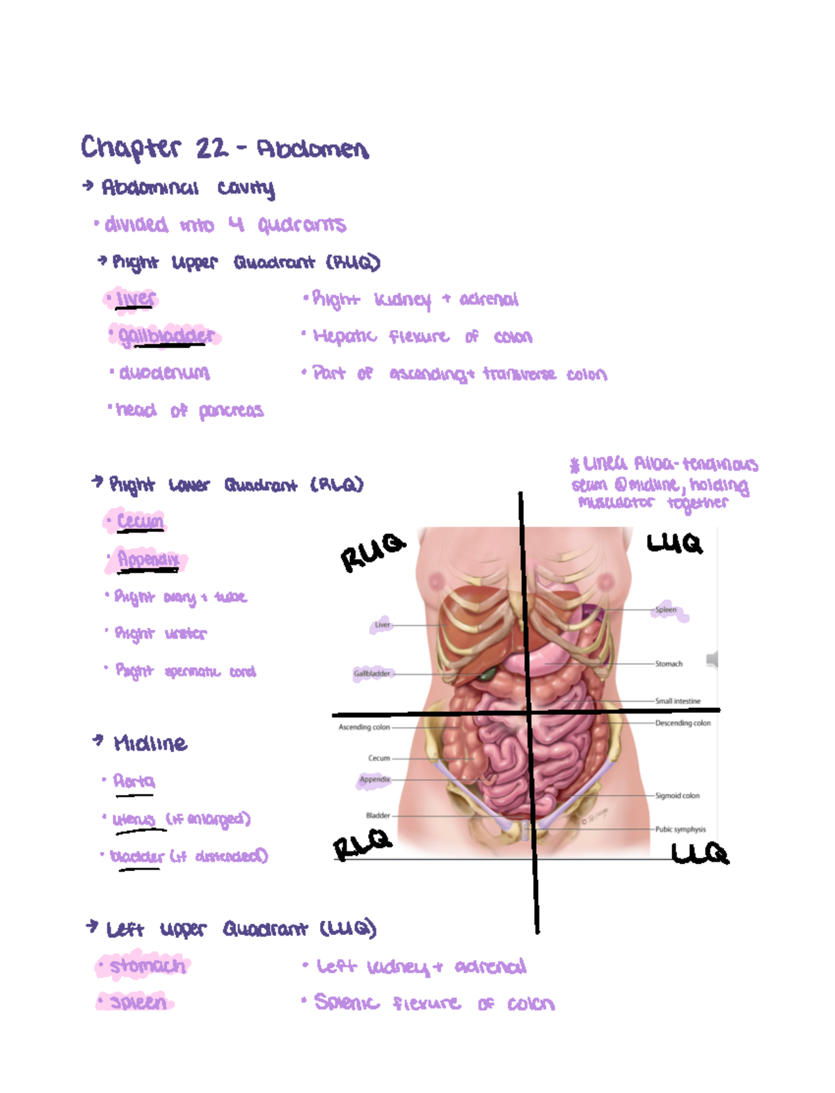Ch.22 Abdomen study guide - Chapter 22 Abdomen Abdominal cavity divided into 4 quadrants Right ...