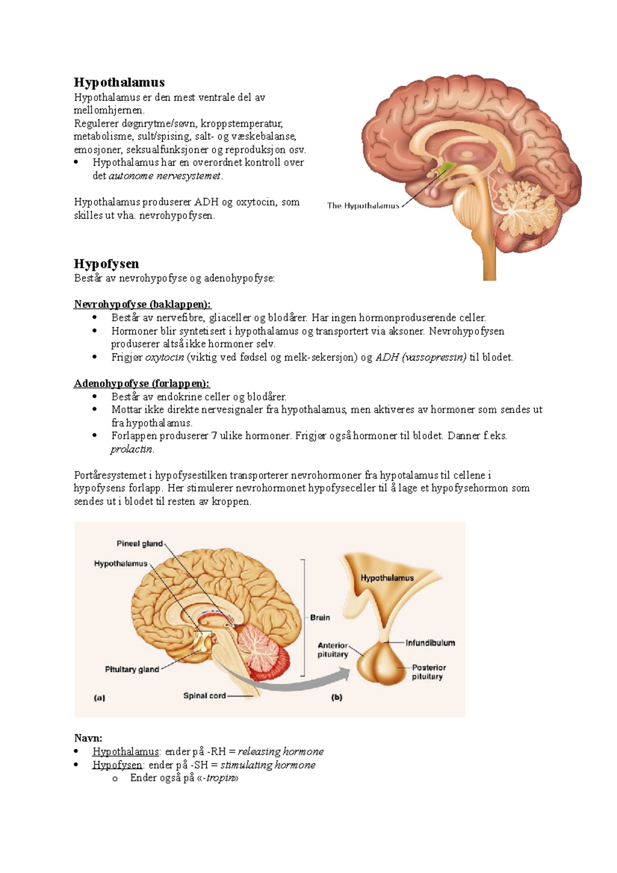 Hypothalamus og hypofysen - Hypothalamus Hypothalamus er den mest ...