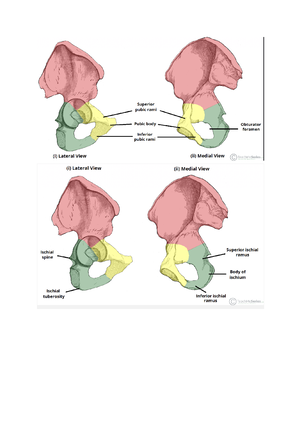 Hip Anatomy and Pathology- Physiotherapy - Hip and SIJ Diarthrodial ...
