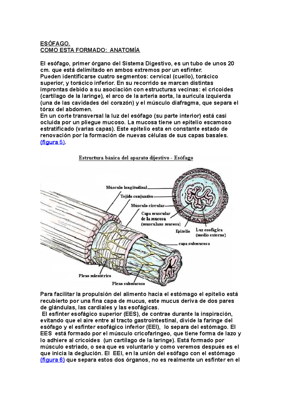 2 - esofago - ESÓFAGO. COMO ESTA FORMADO: ANATOMÍA El esófago, primer ...