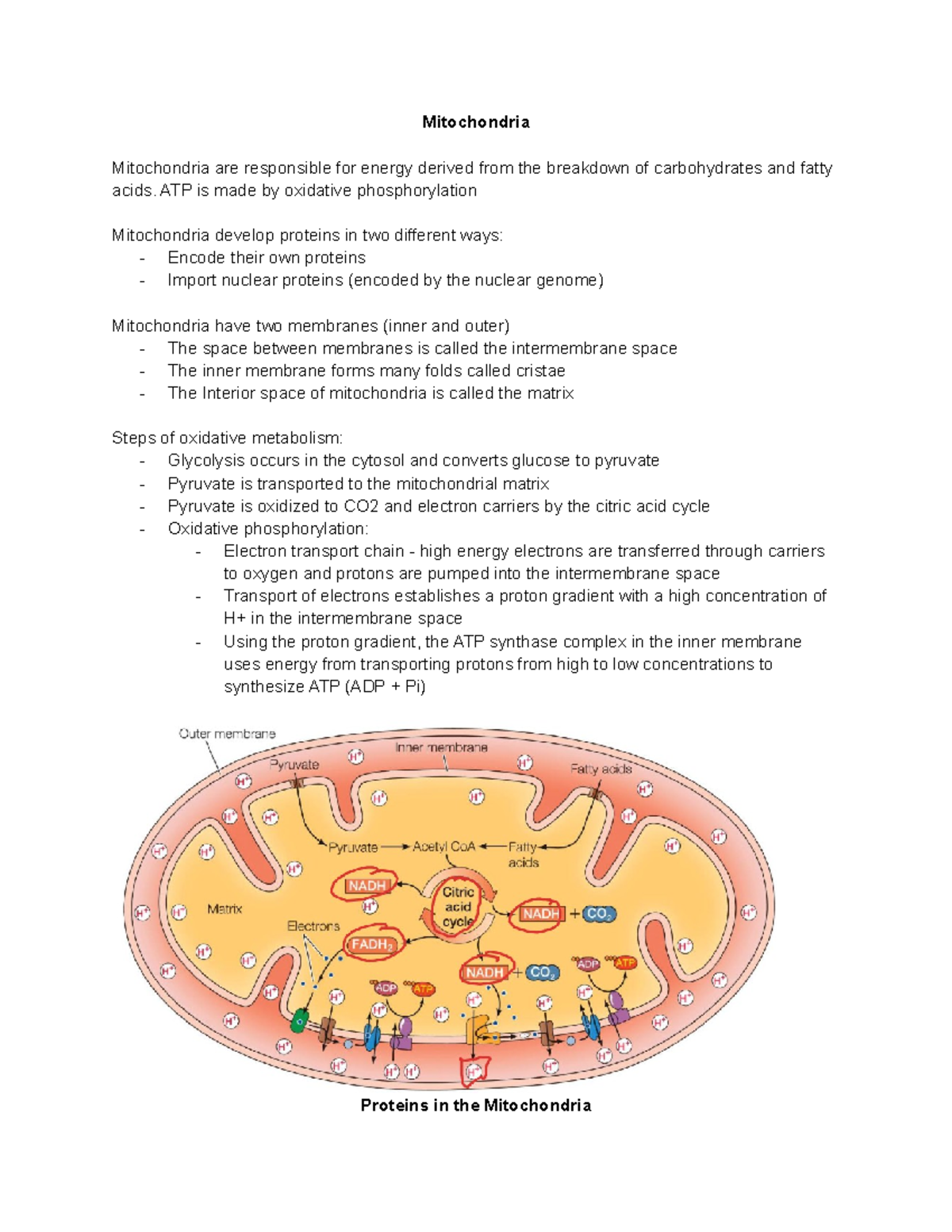 Cell Biology (BI203) Chapter 14 - Mitochondria Mitochondria are ...