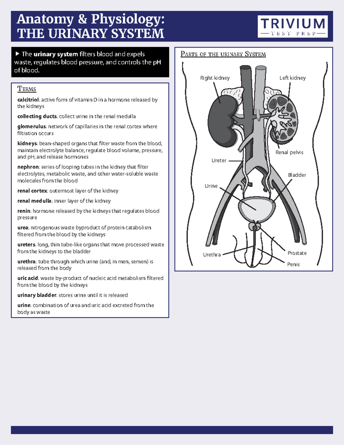 Urinary Anatomy Study Diagram - Anatomy & Physiology: THE URINARY ...