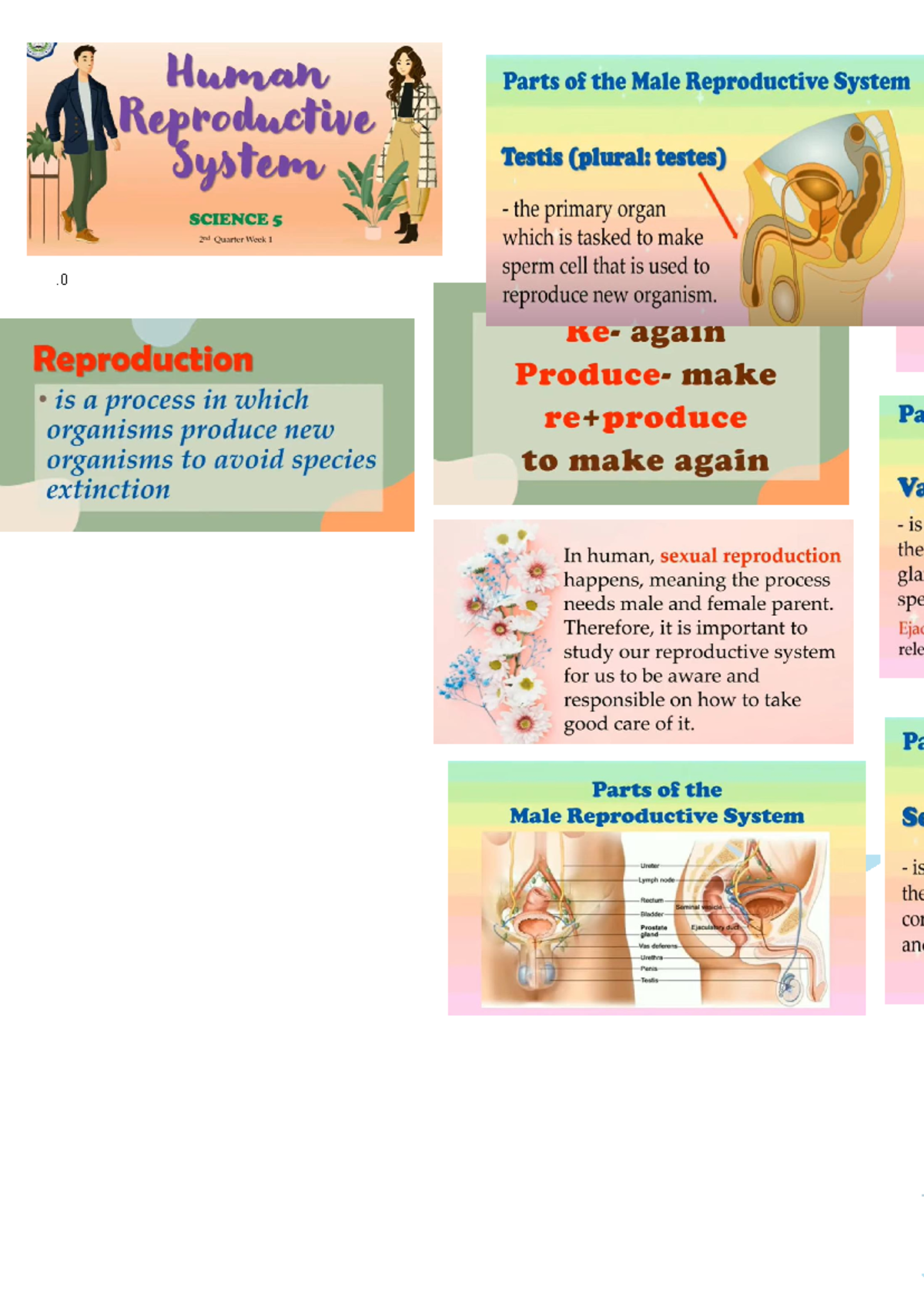 Human reproductive system notes - Human Parts of the Male Reproductive ...