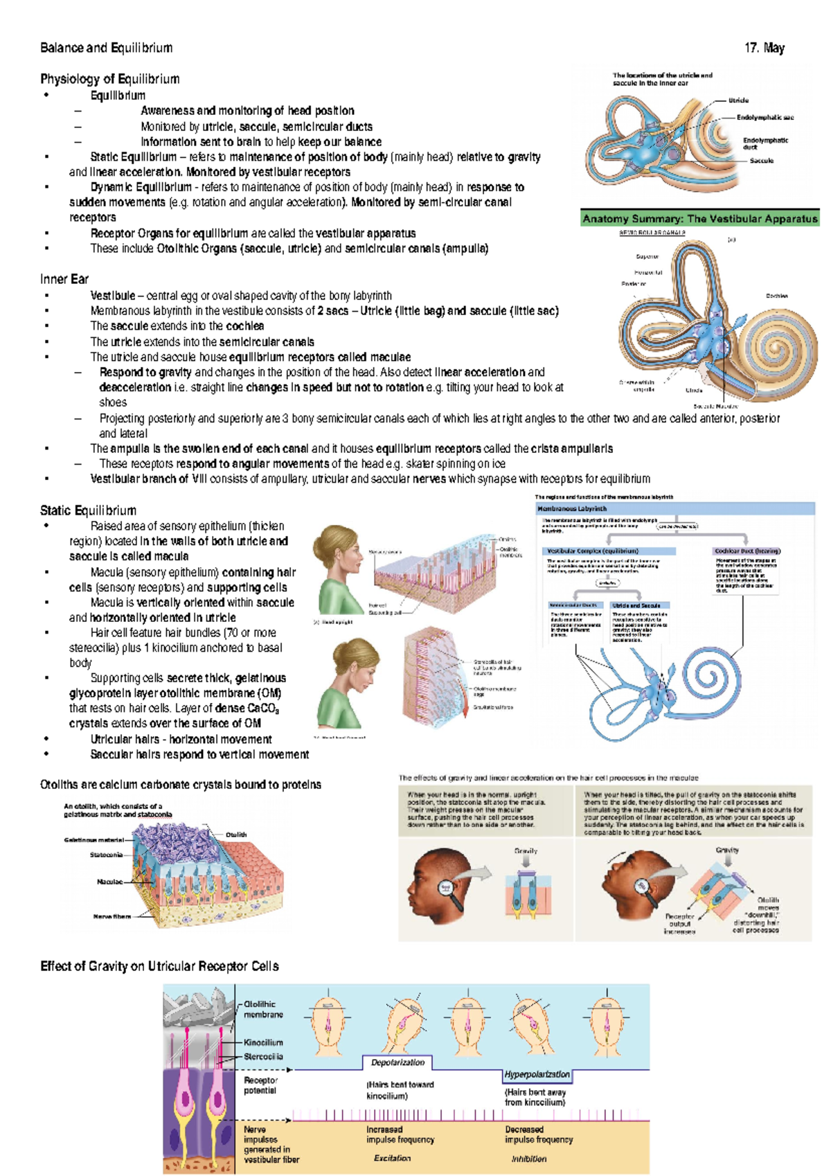 Balance and Equilibrium - May Physiology of Equilibrium Equilibrium ...